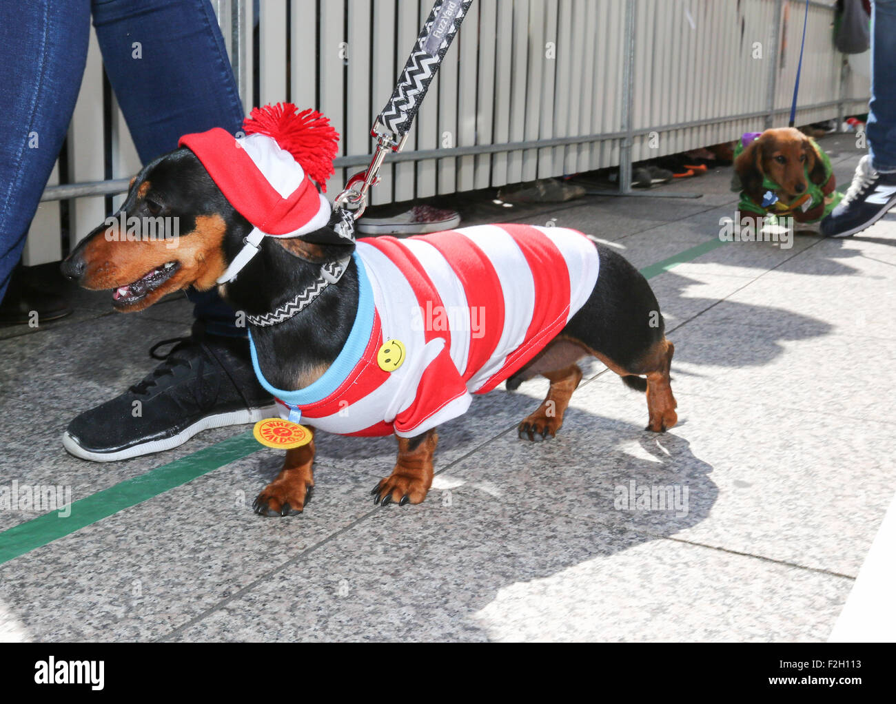 Dogs at the Hophaus Teckelrennen Dachshund Race in Melbourne, Australia ...