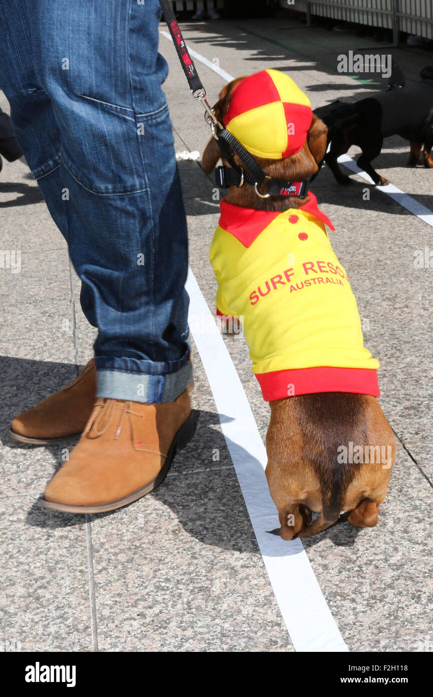 Dogs at the Hophaus Teckelrennen Dachshund Race in Melbourne, Australia ...