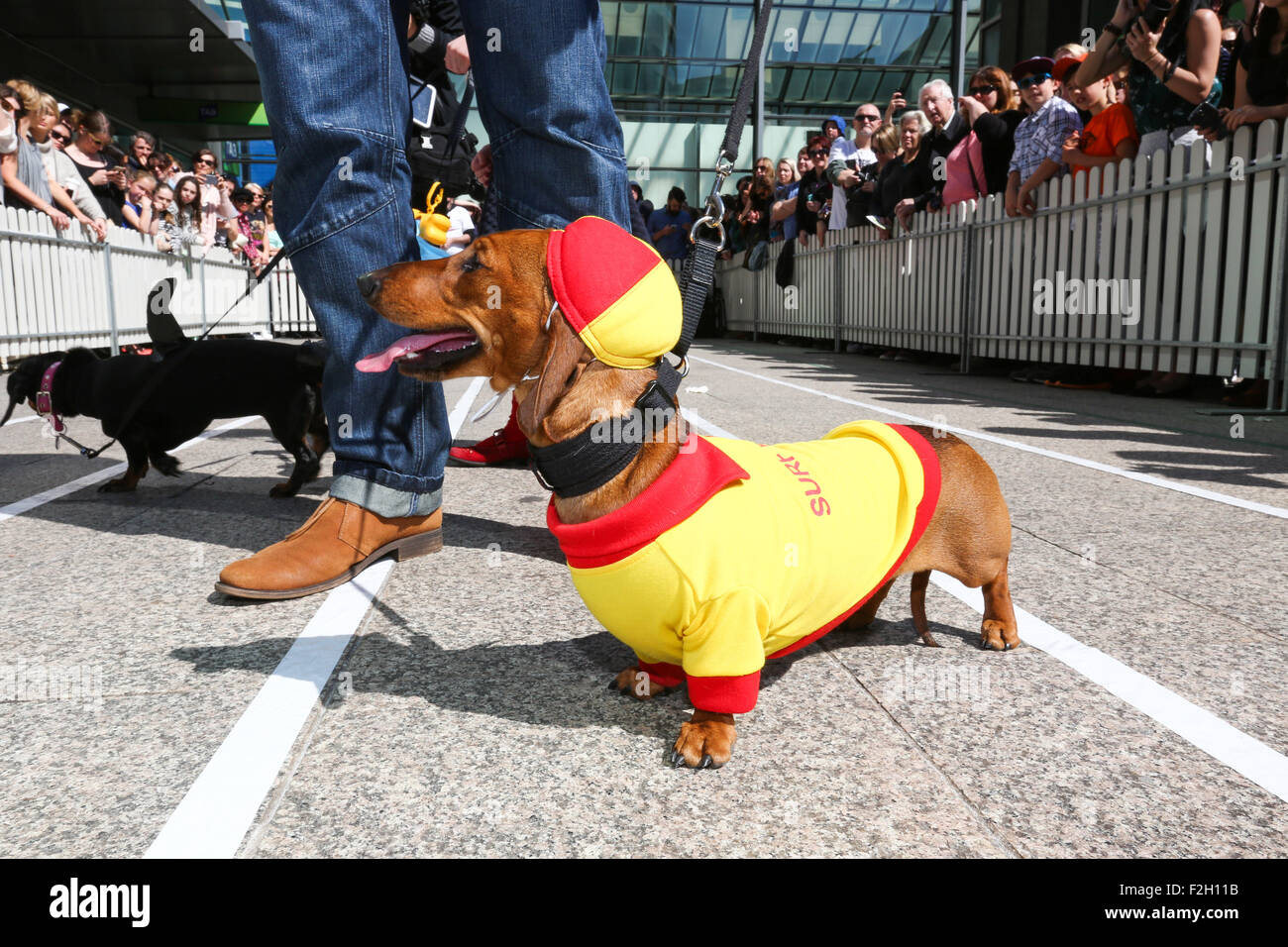 Dogs at the Hophaus Teckelrennen Dachshund Race in Melbourne, Australia ...