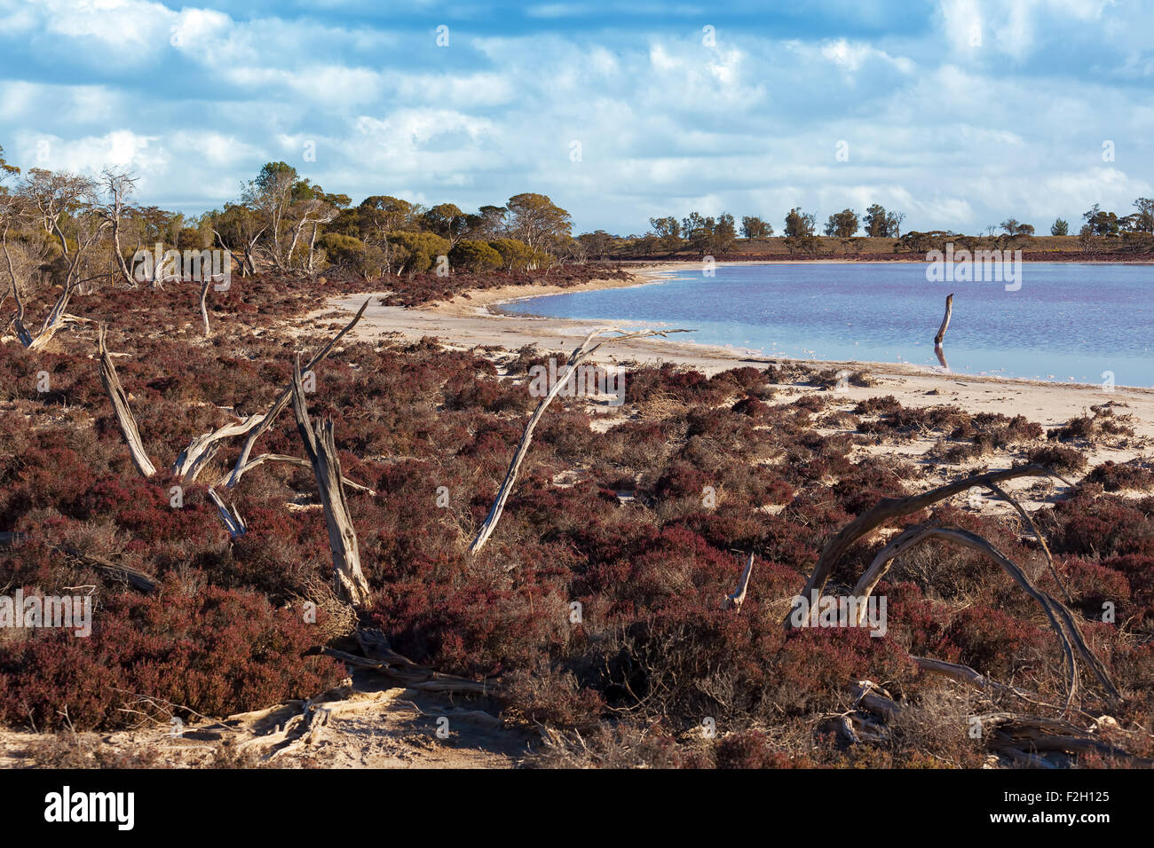 Coastal native Australian bush on the shores of pink salt Lake Kenyon ...