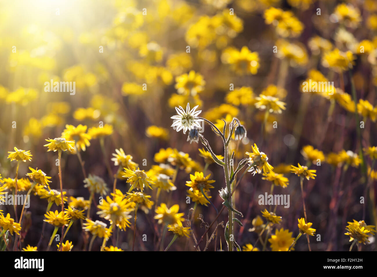 Field of yellow flowers bathing in sunlight Stock Photo - Alamy