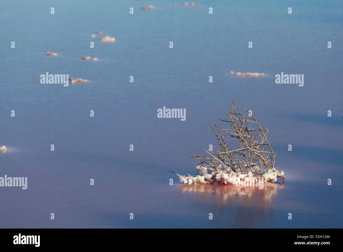 Debris with crystallized salt floating on a surface of salt lake ...