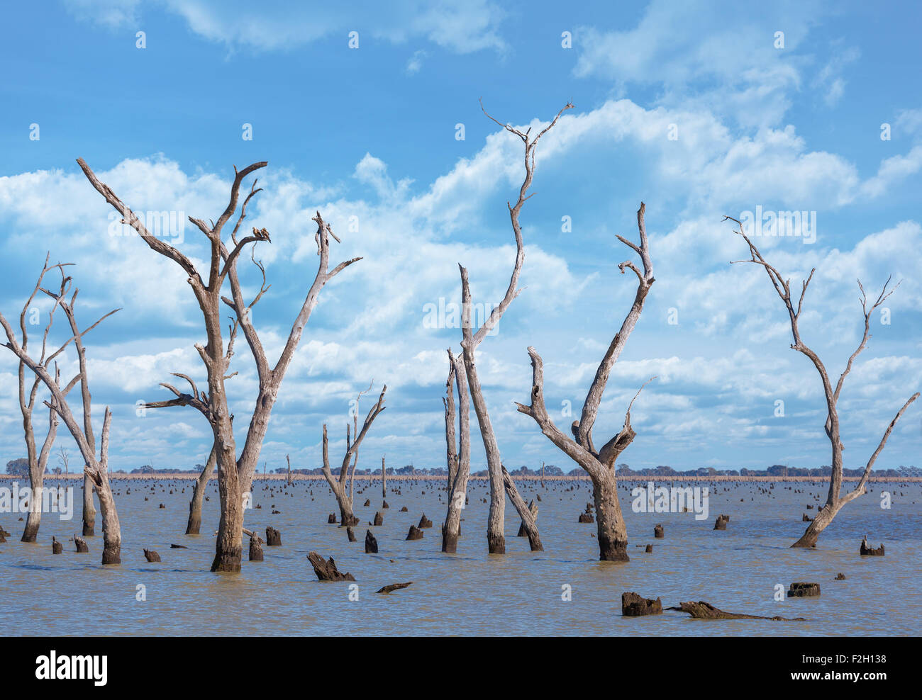 Dry tree barks and stumps at Kow Swamp, Victoria Australia Stock Photo ...