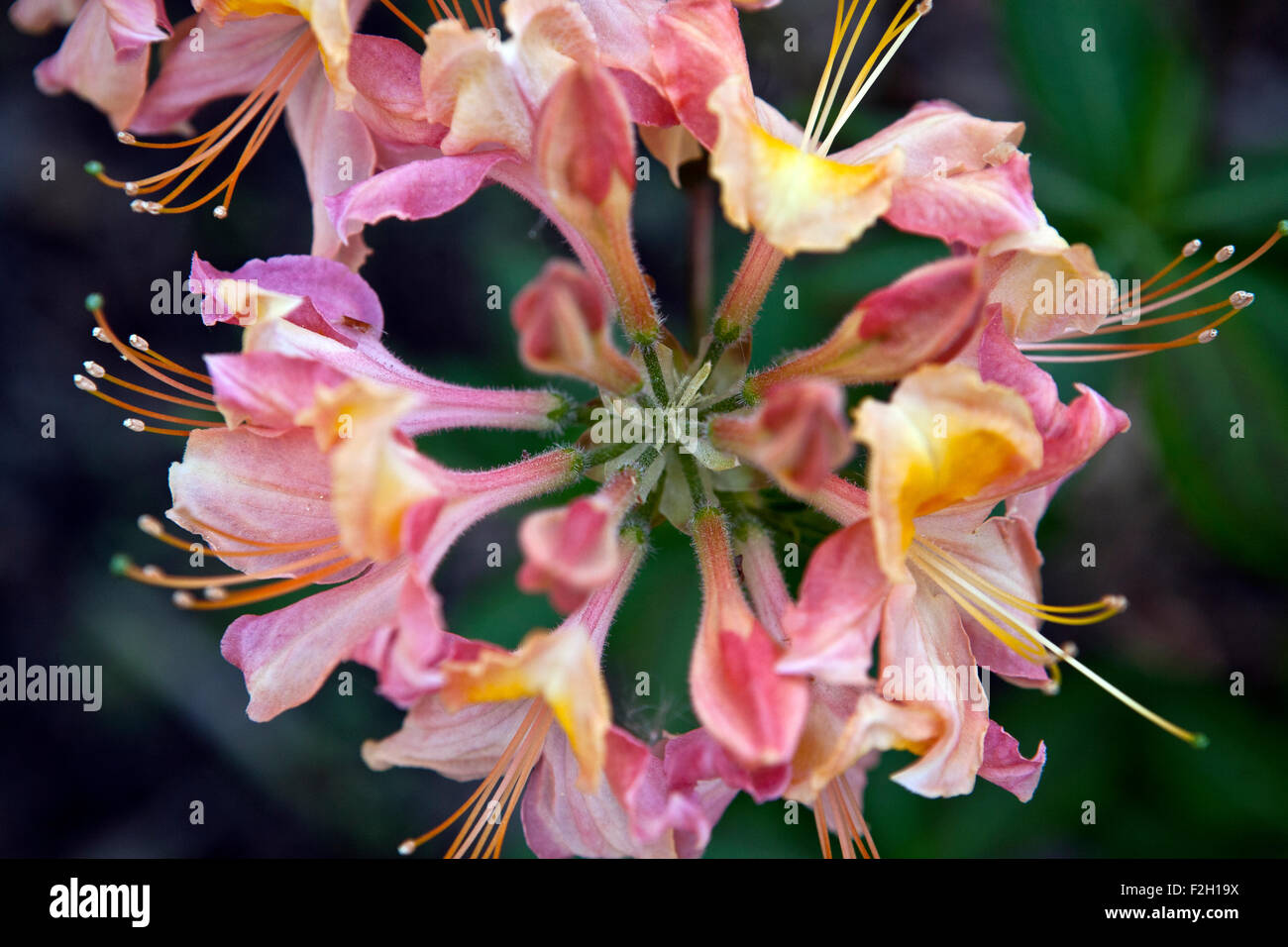 Flowering Rhododendron in closeup Stock Photo - Alamy