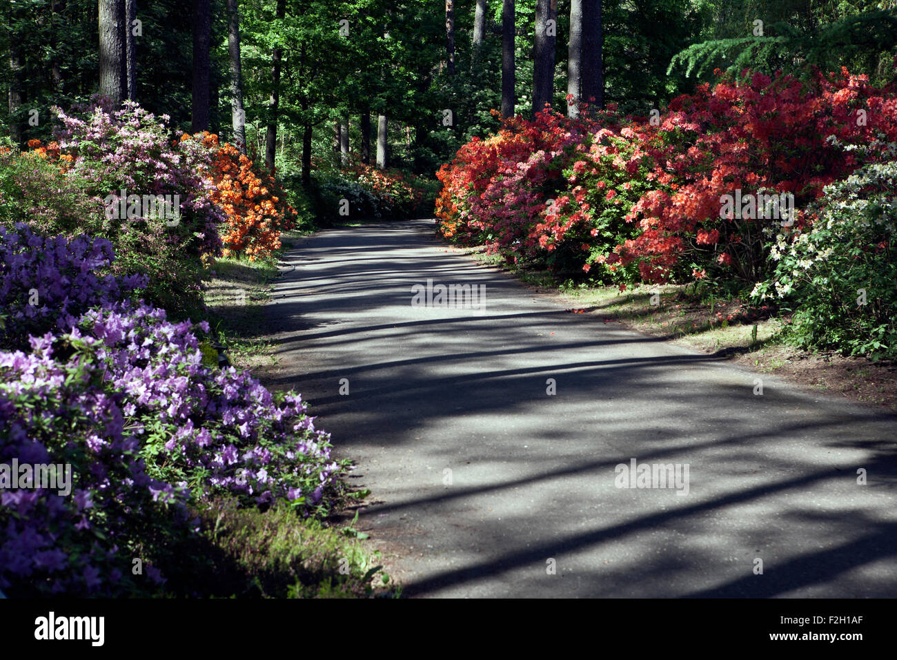 Flowering Rhododendrons in Rhododendron Park Stock Photo - Alamy