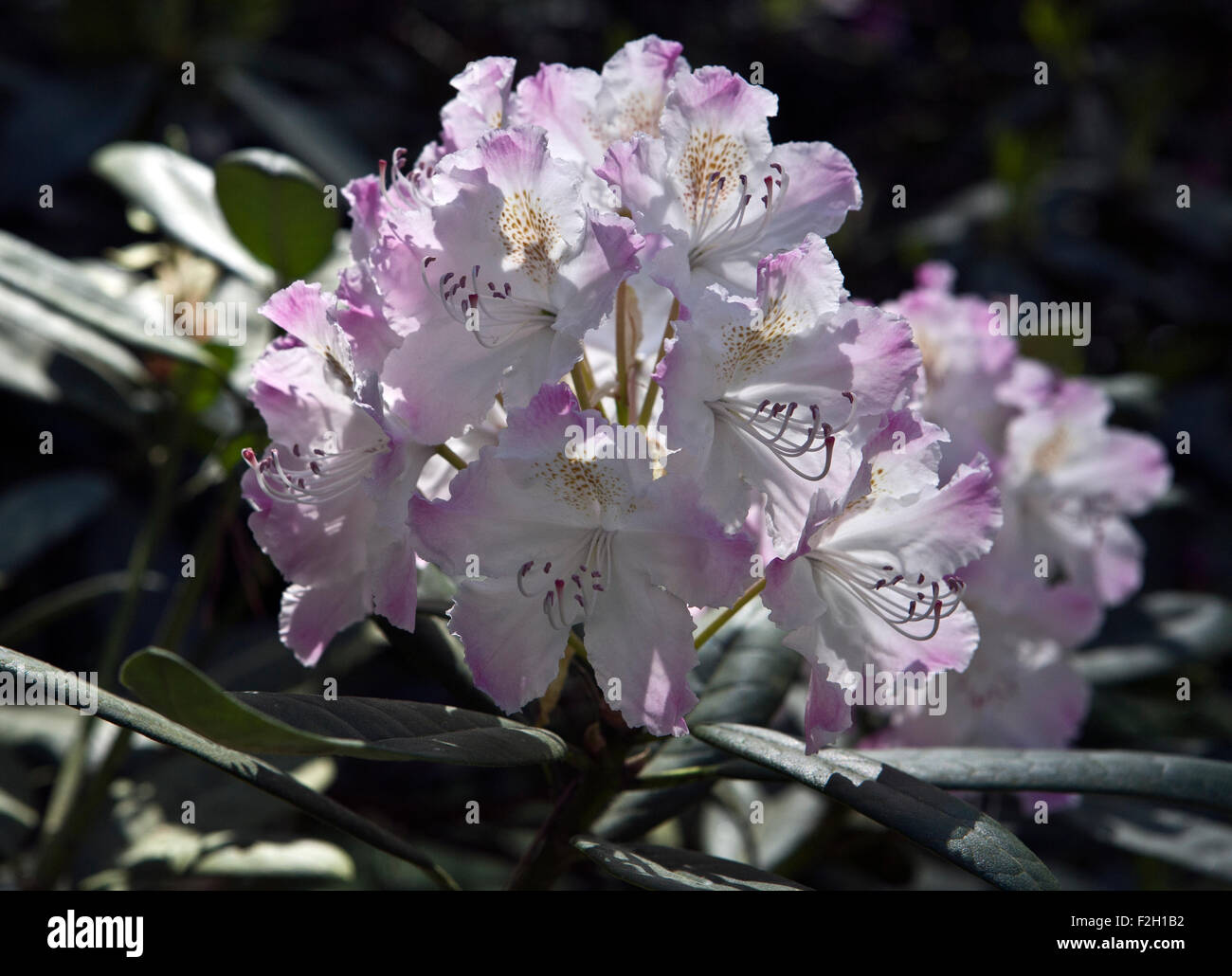 Flowering Rhododendron in closeup Stock Photo - Alamy