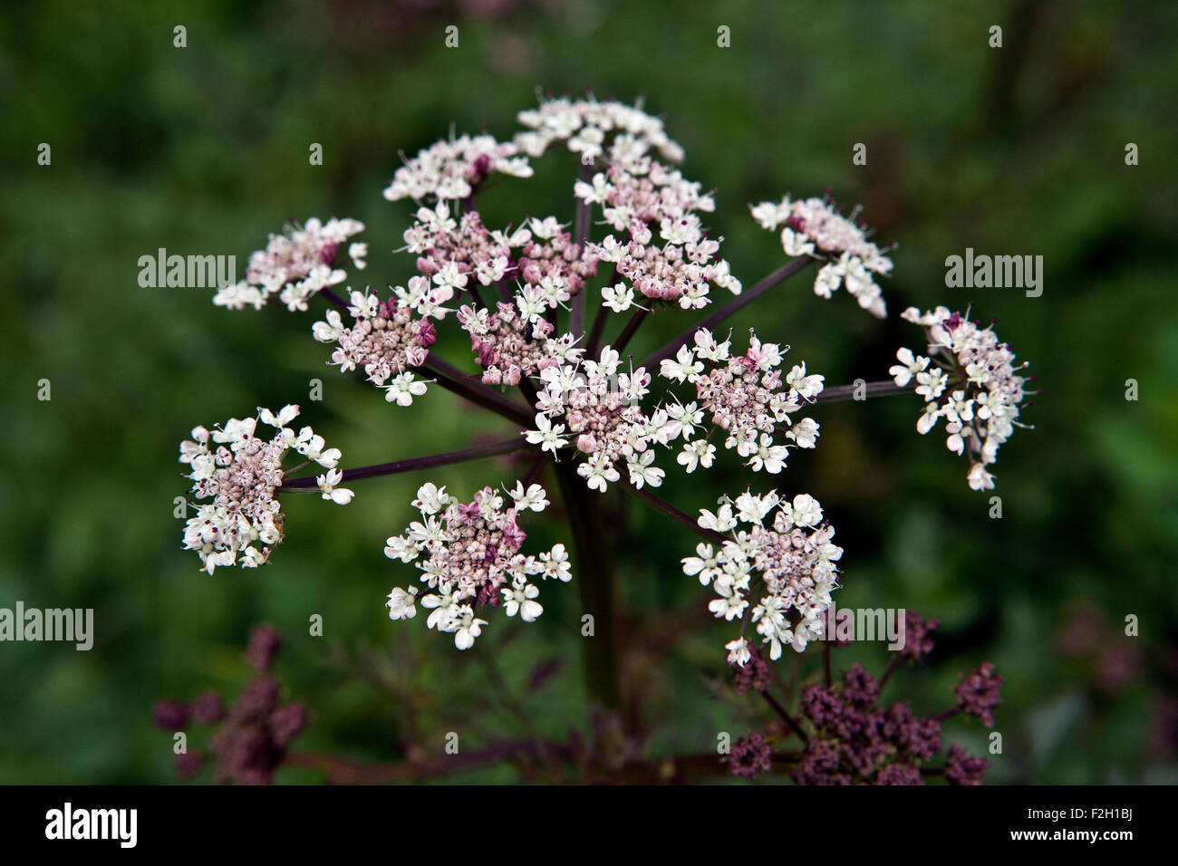 Daucus carota Wild carrot flowers in closeup Stock Photo - Alamy