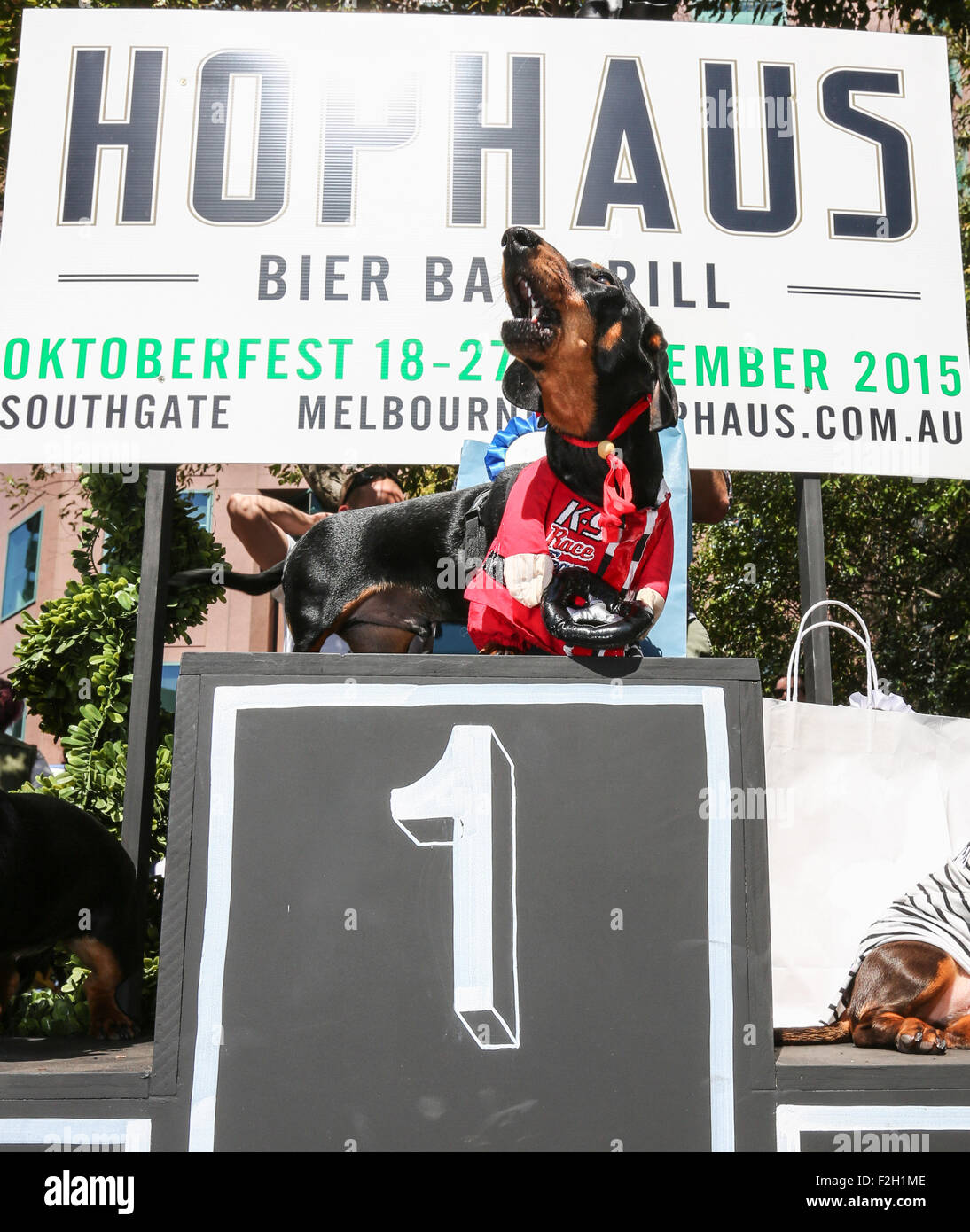 Winning small dog named Cooper with at the inaugural Teckelrennen ...