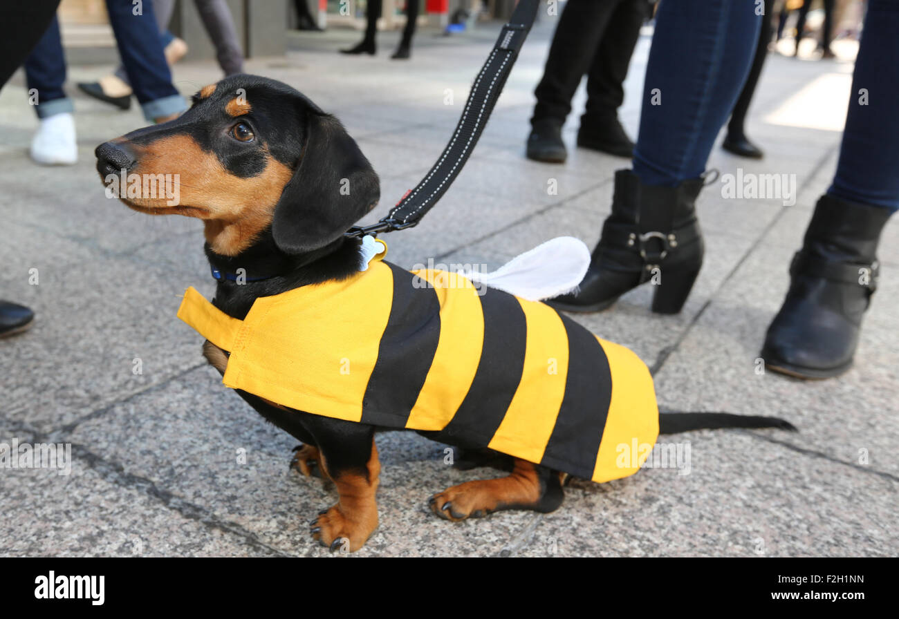 Dogs at the Hophaus Teckelrennen Dachshund Race in Melbourne, Australia ...