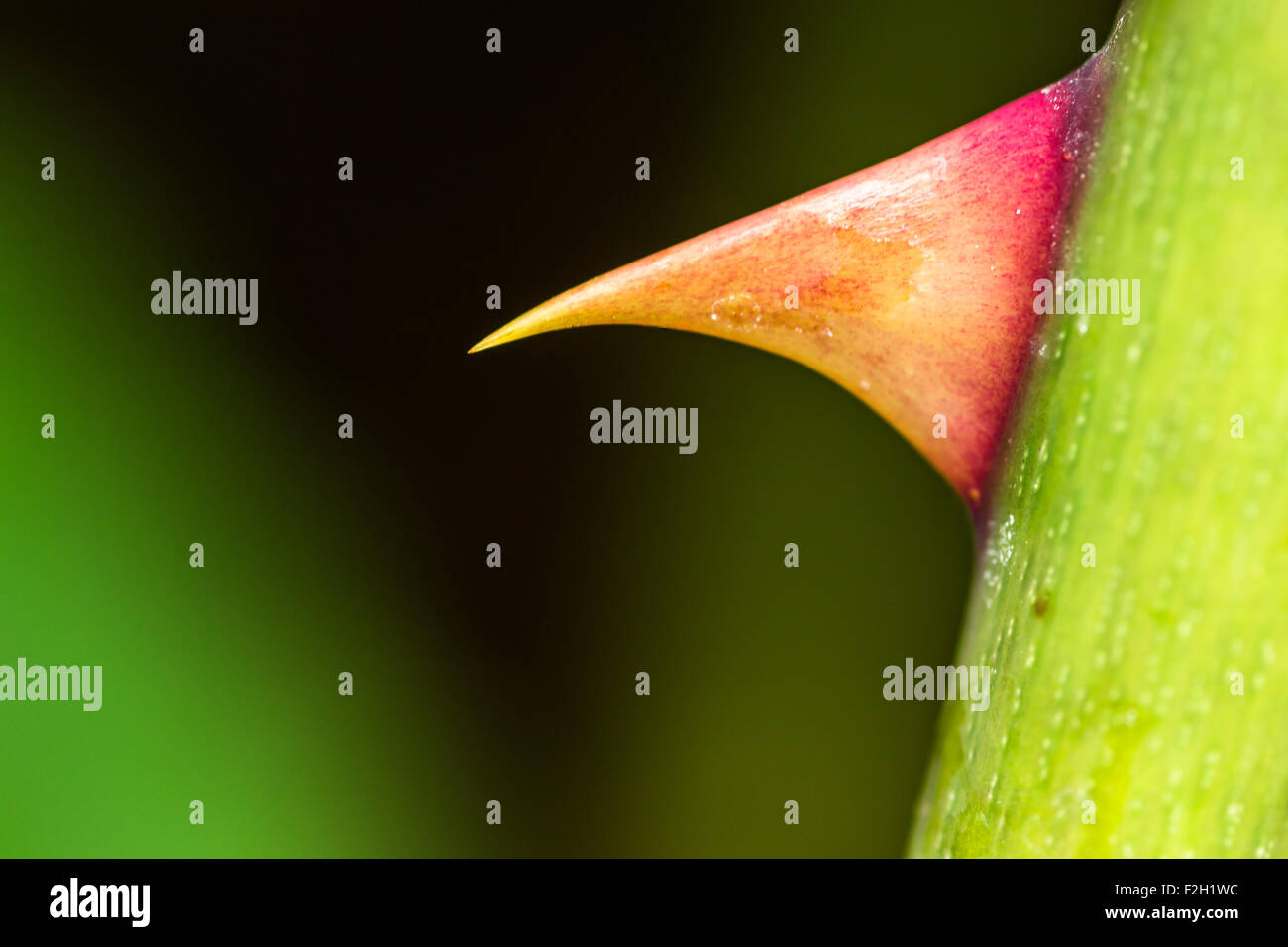 macro close-up of a sharp single rose thorn spike with green boken ...