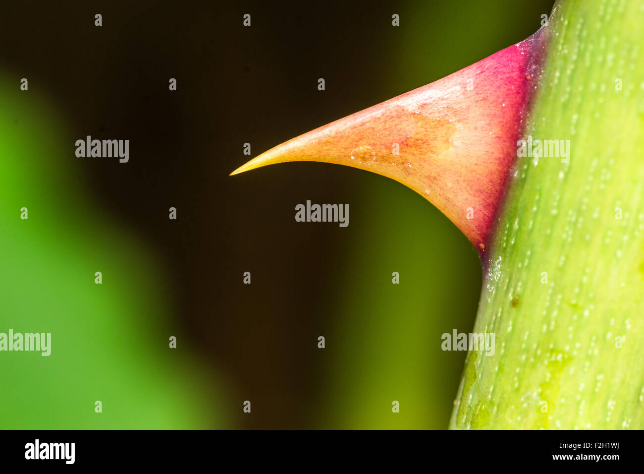 macro close-up of a sharp single rose thorn spike with green boken background Stock Photo - Alamy