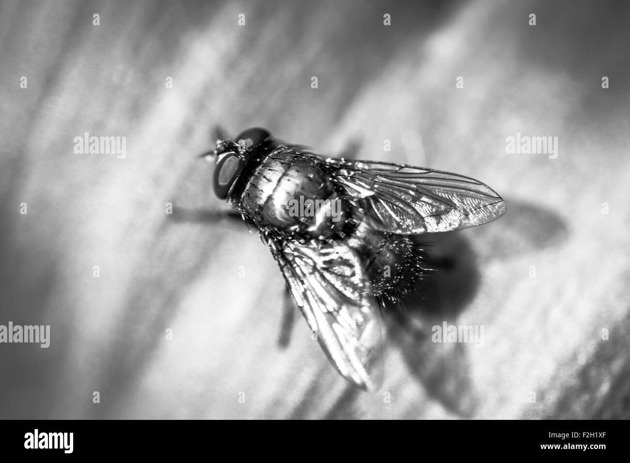 macro image closeup of a common green bottle fly in back and white ...