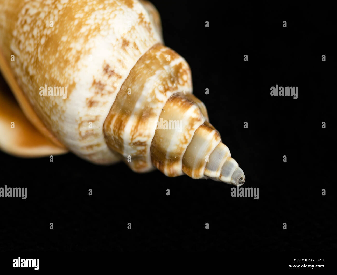 Brown seashell hi-res stock photography and images - Alamy