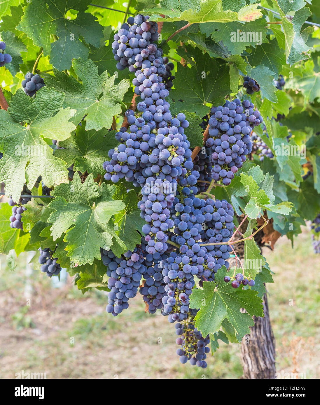 Closeup to a large bunch of Red Wine Grapes on the trees at a Vineyard ...