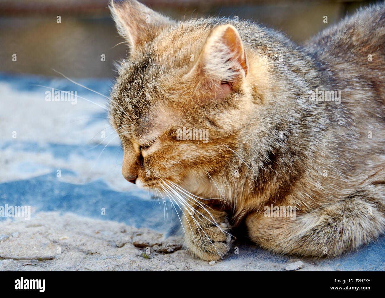 Dozing cat hi-res stock photography and images - Alamy