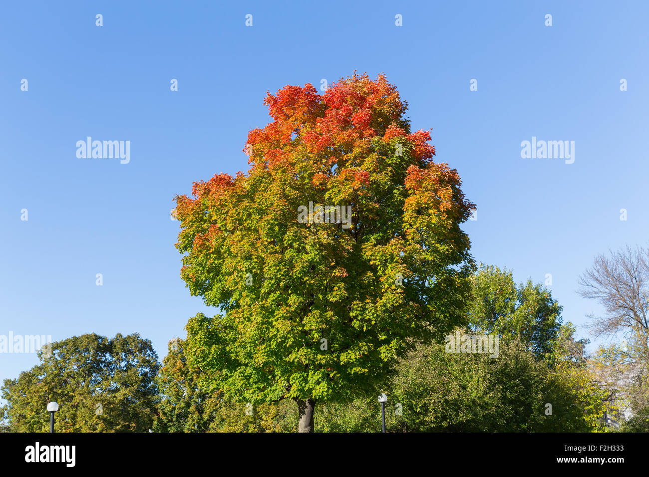 Maple Trees in the fall in Canada with copy space Stock Photo - Alamy