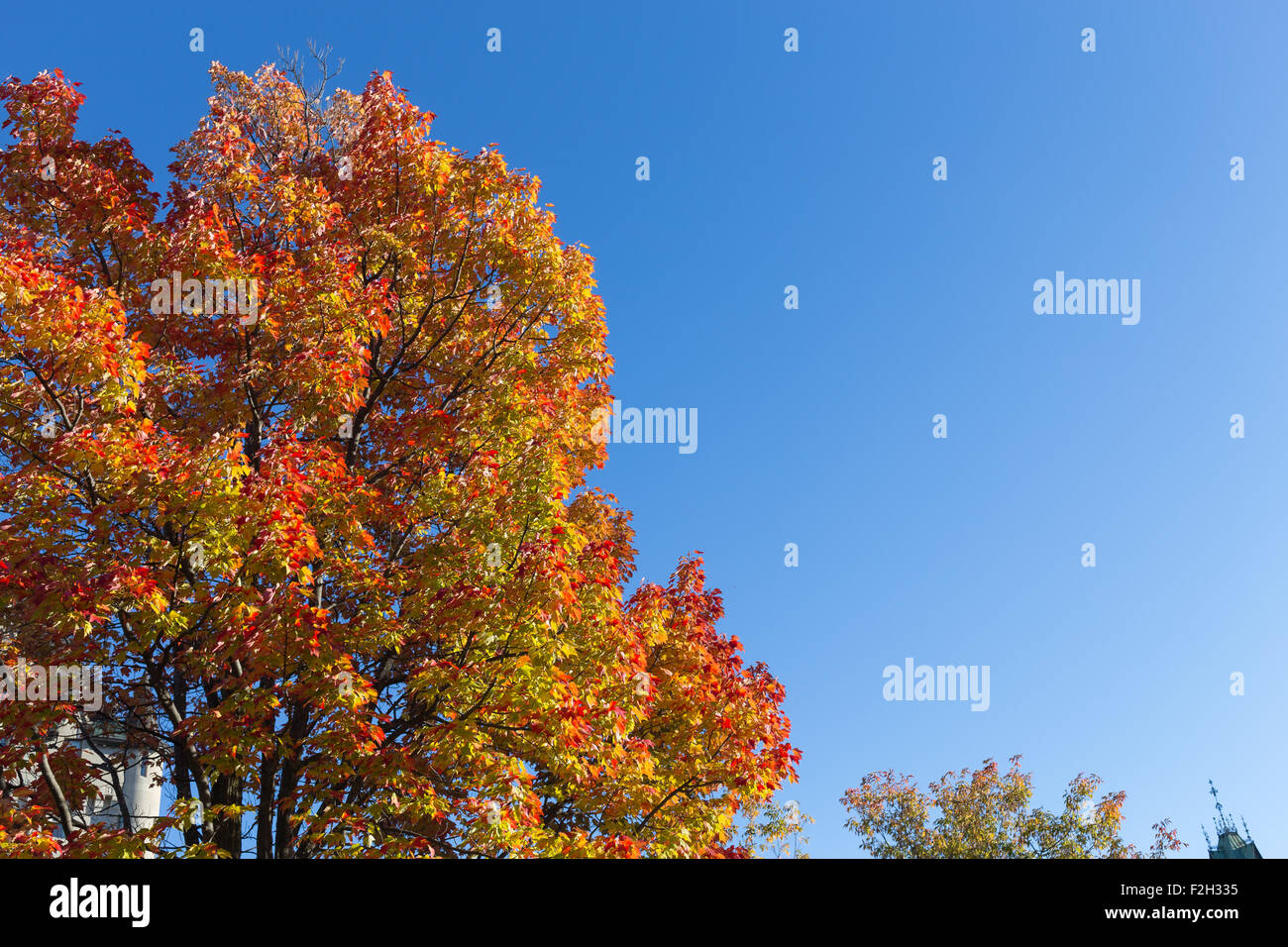 Colorful Maple Trees in the fall in Canada with copy space Stock Photo ...