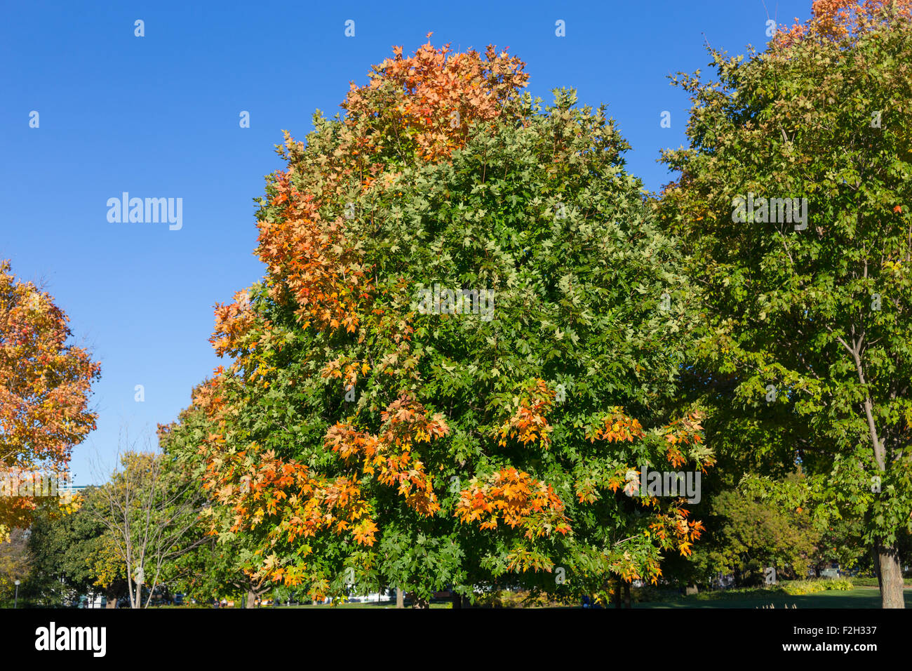 Beautiful maple trees colorful hi-res stock photography and images - Alamy