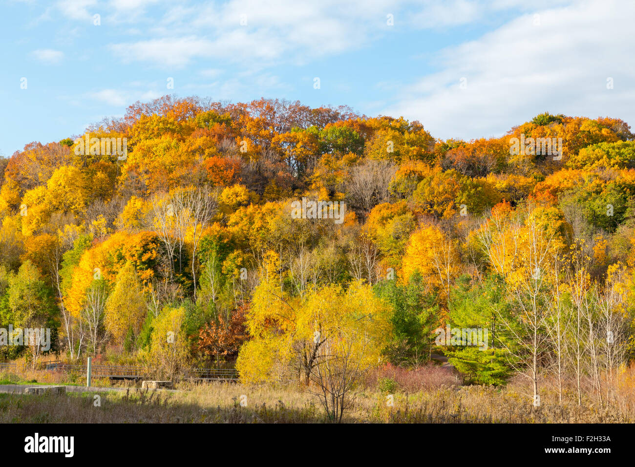 Tall maple tree hi-res stock photography and images - Alamy