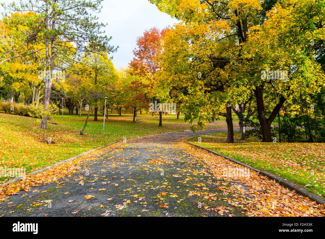 Beautiful Pedestrian path in Canada in the fall. Colorful Maple Leaves ...