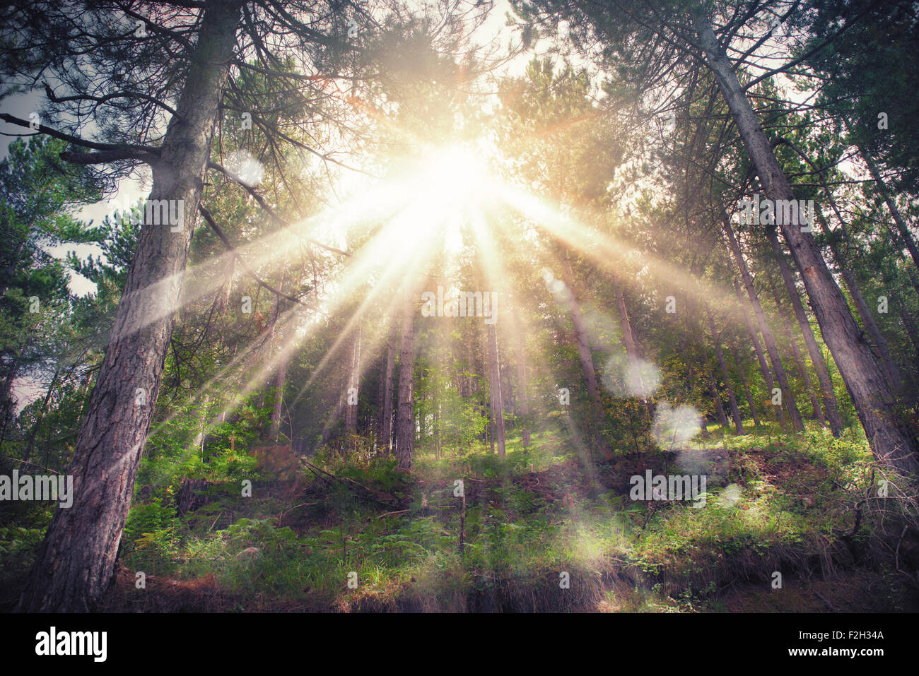 Sunlight woods hi-res stock photography and images - Alamy