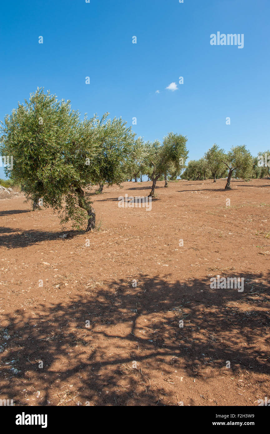Olive trees in large agricultural field, sunny day with shadows and ...