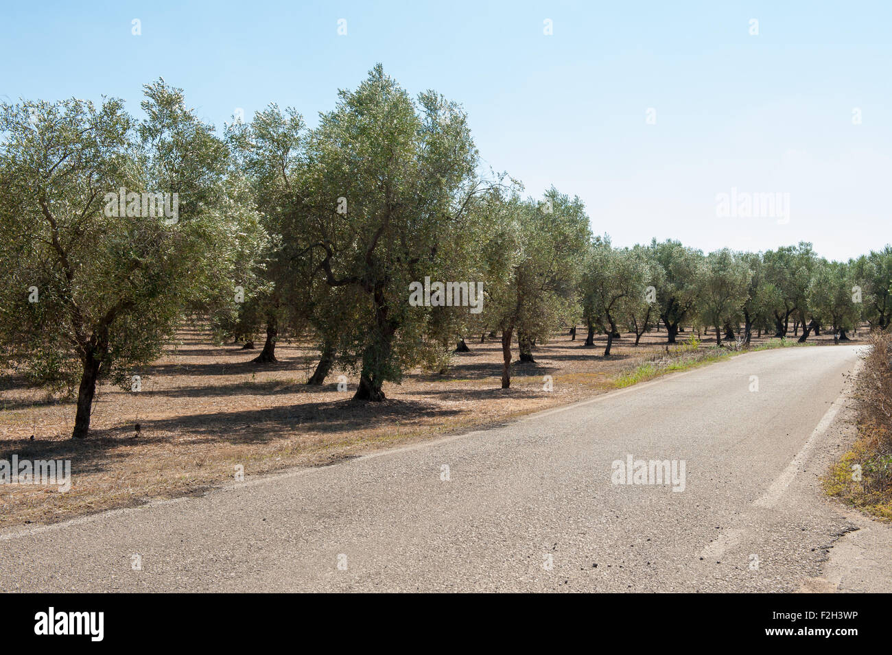 Large olive hi-res stock photography and images - Alamy