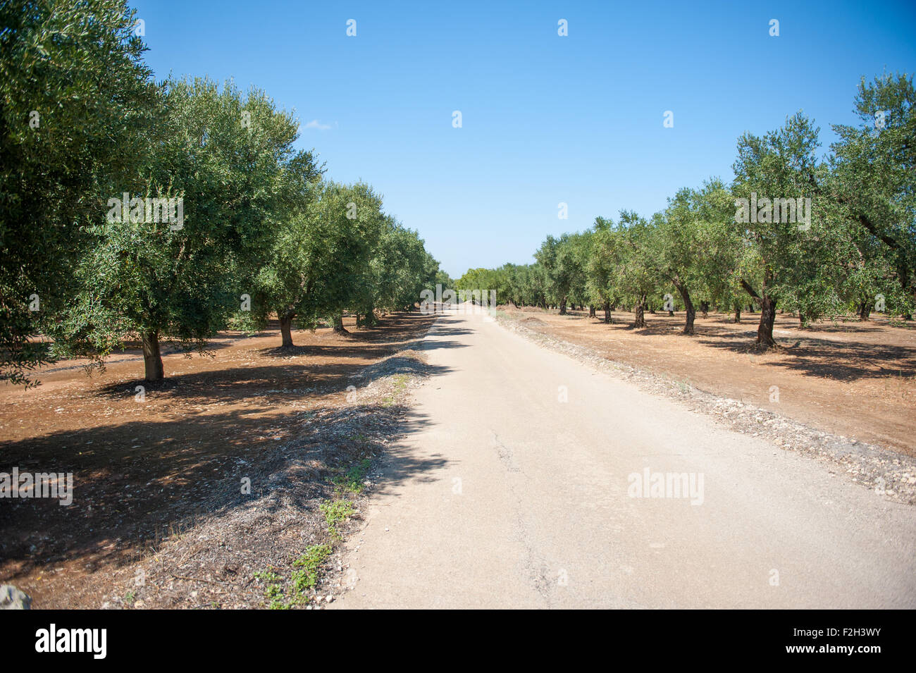 Olive trees in a row hi-res stock photography and images - Alamy