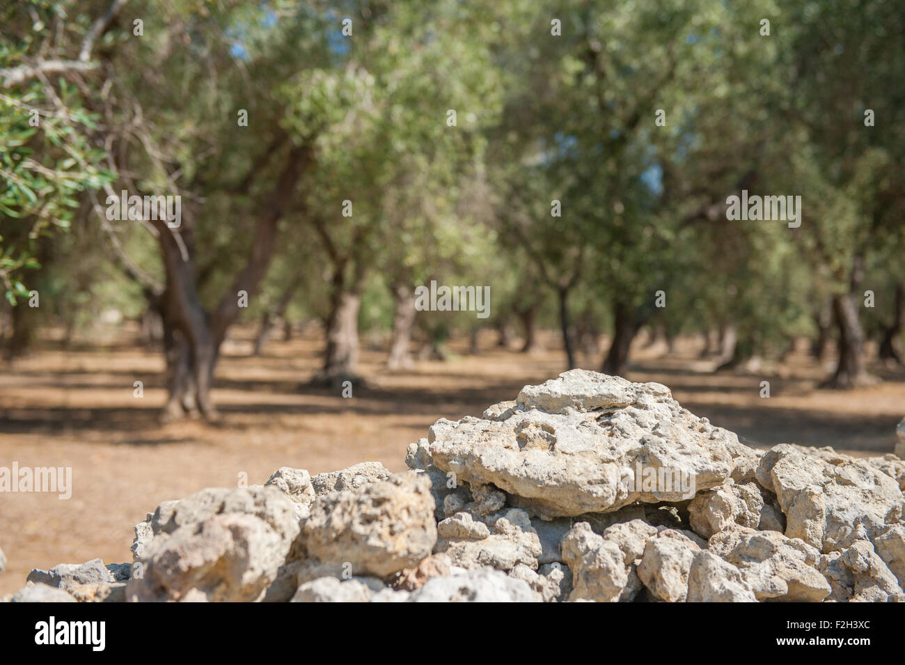 Stone wall border of olive trees field close up, selective focus Stock ...