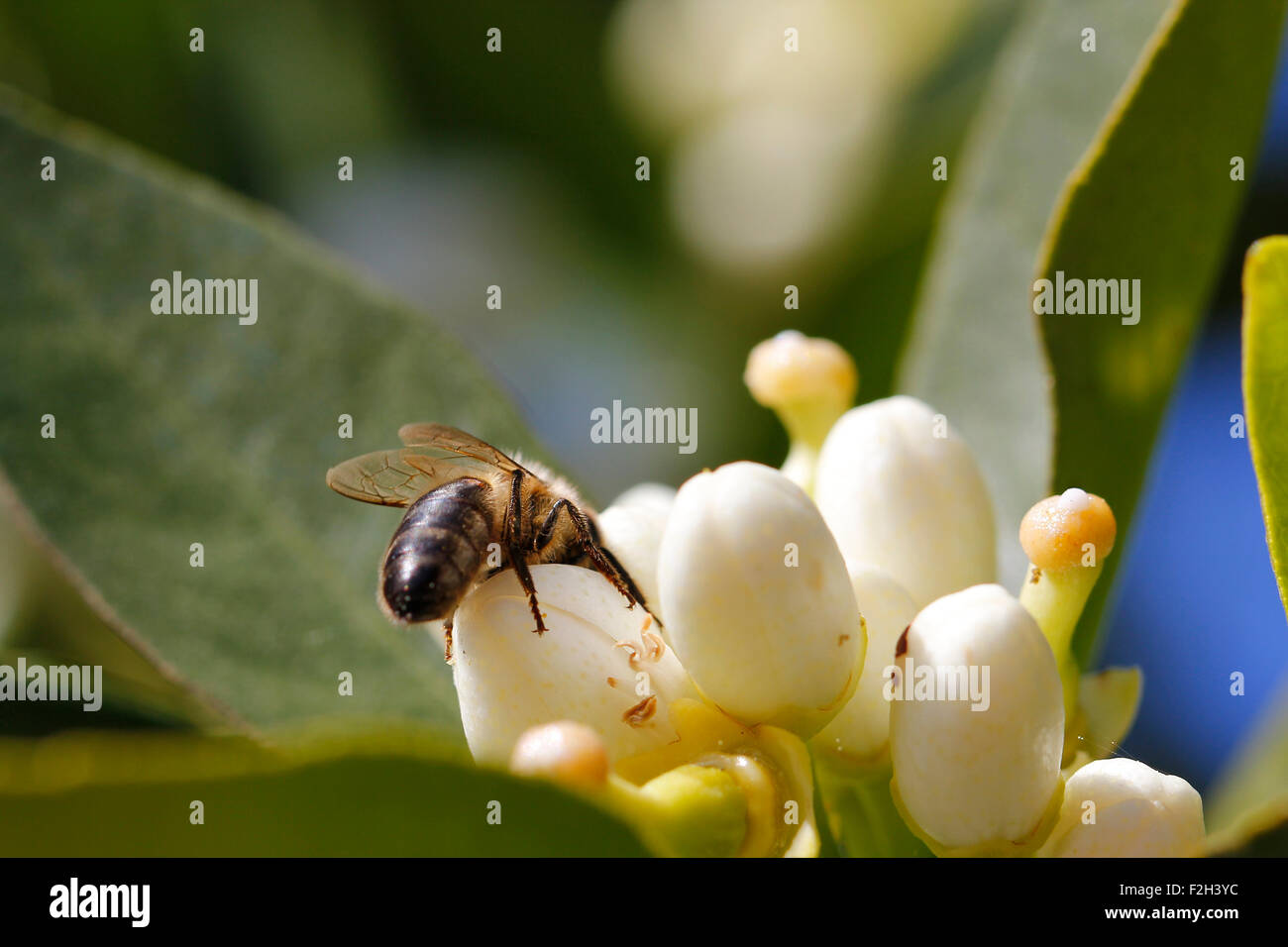 Pollination bee flower hi-res stock photography and images - Alamy