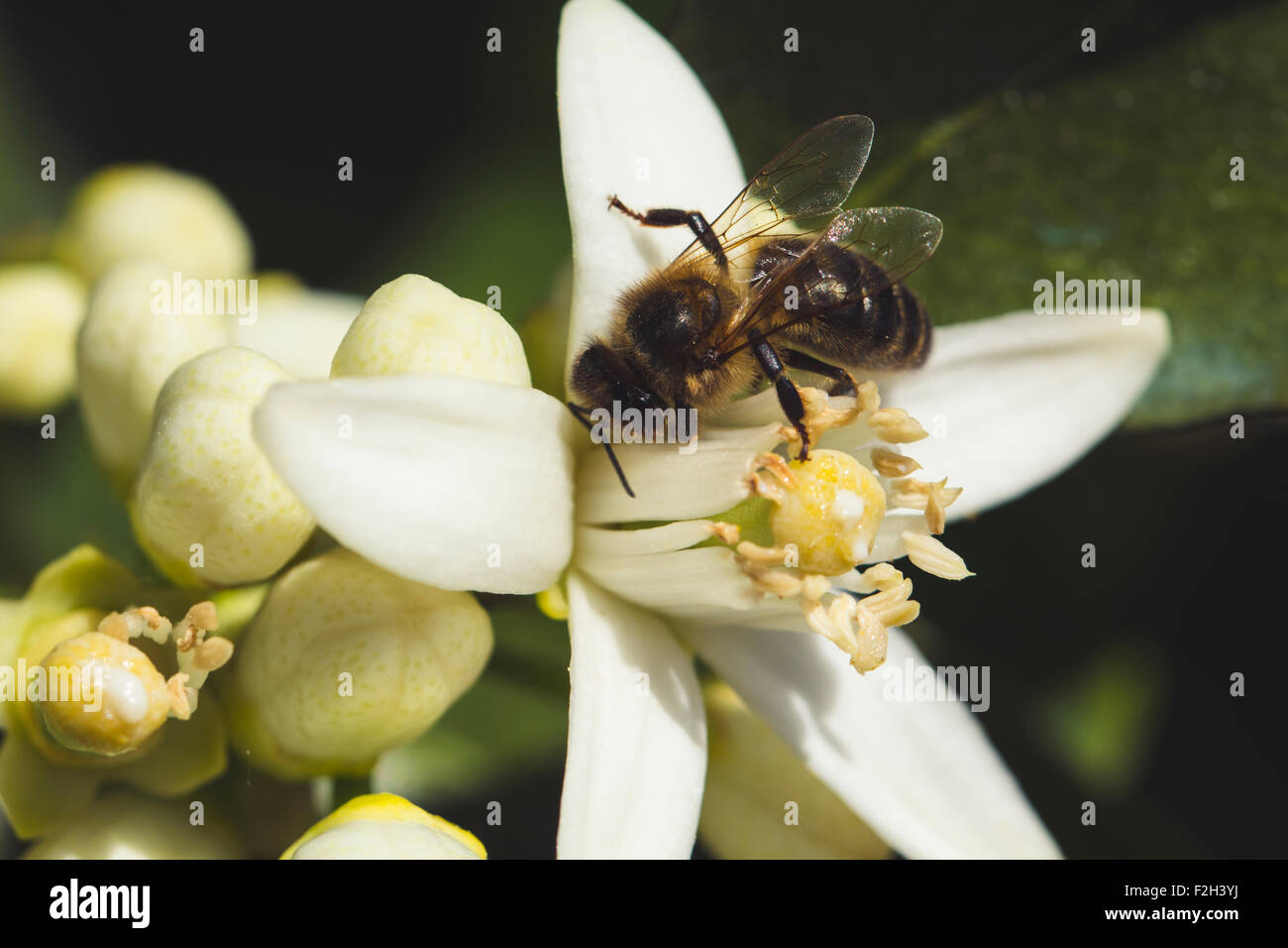 Pollination macro hi-res stock photography and images - Alamy