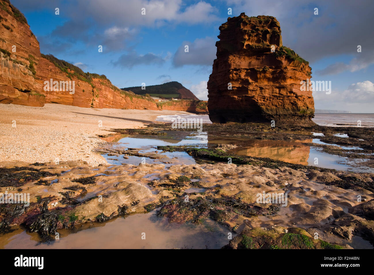 View of the red sandstone sea stacks at Ladram Bay near Sidmouth on ...