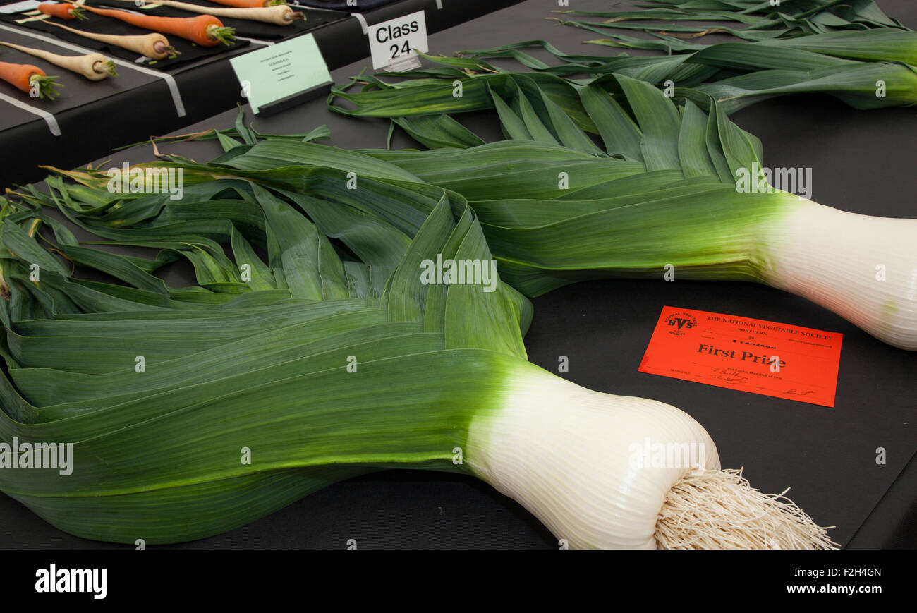 Giant leek vegetable hi-res stock photography and images - Alamy