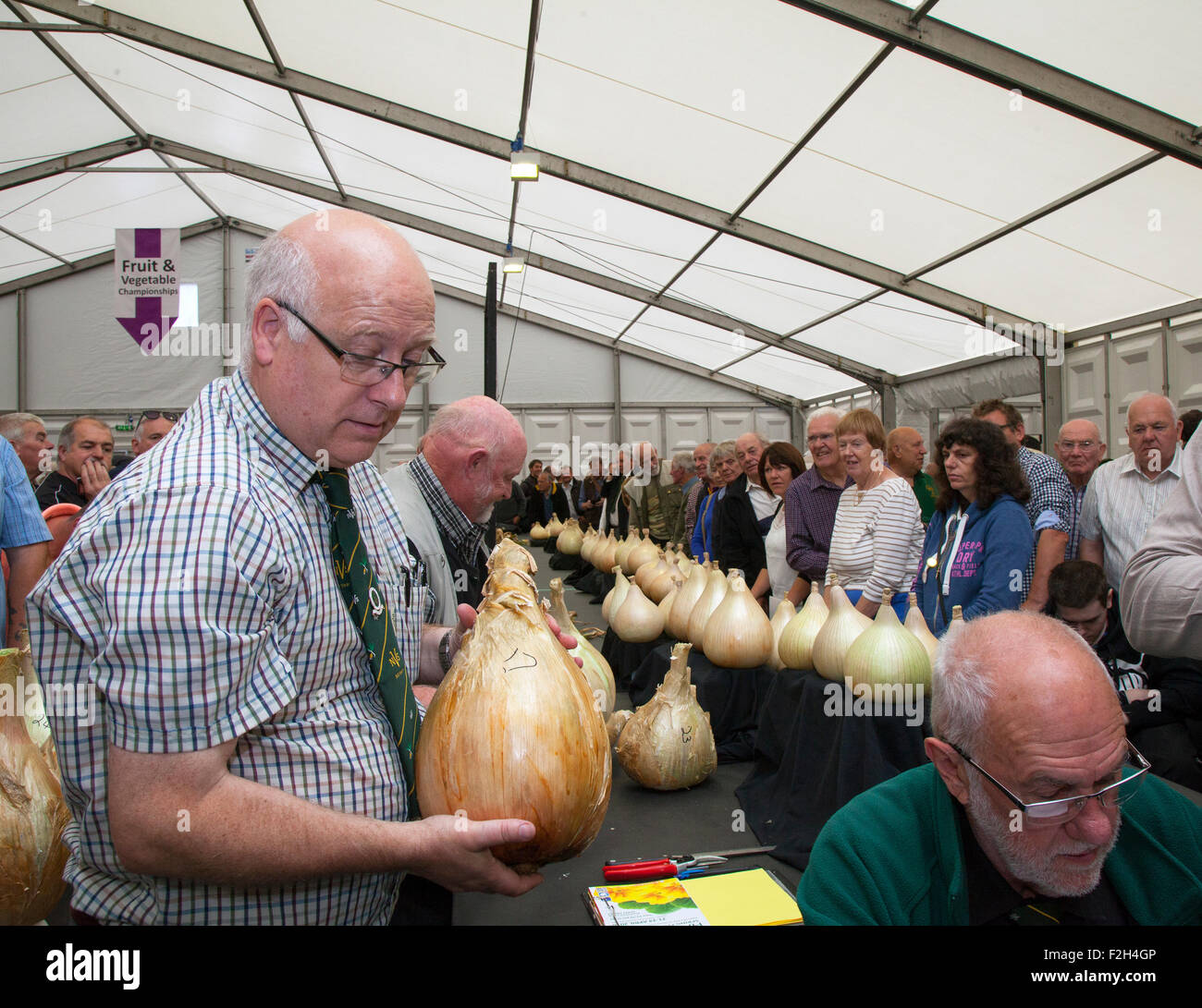 Growing exhibition onions hi-res stock photography and images - Alamy