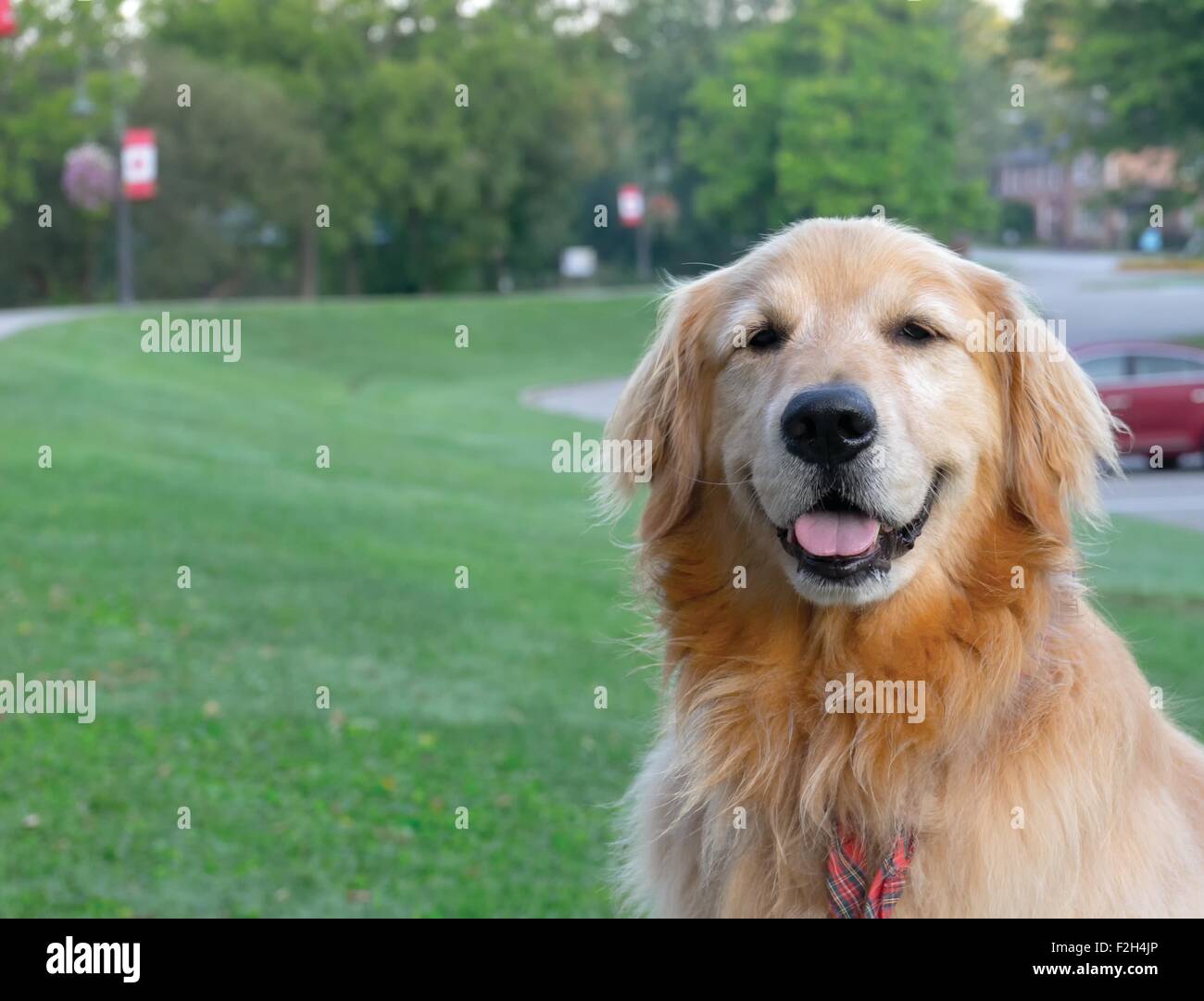 Adult golden retriever hi-res stock photography and images - Alamy