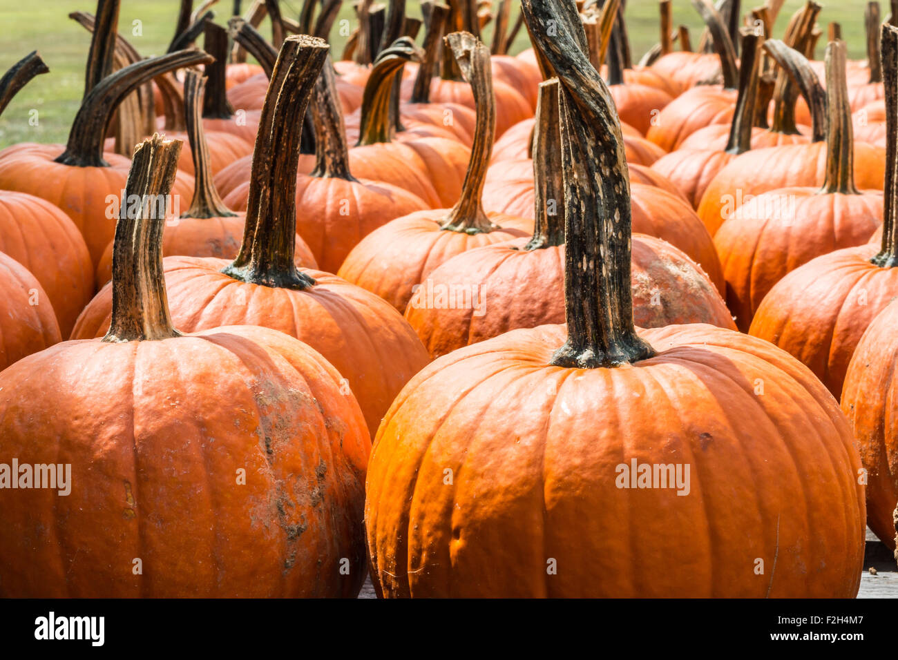Fall holiday hi-res stock photography and images - Alamy