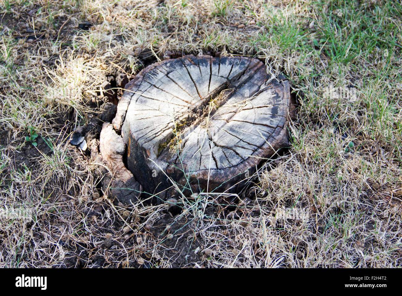 Cut tree trunk with grass near from above Stock Photo - Alamy