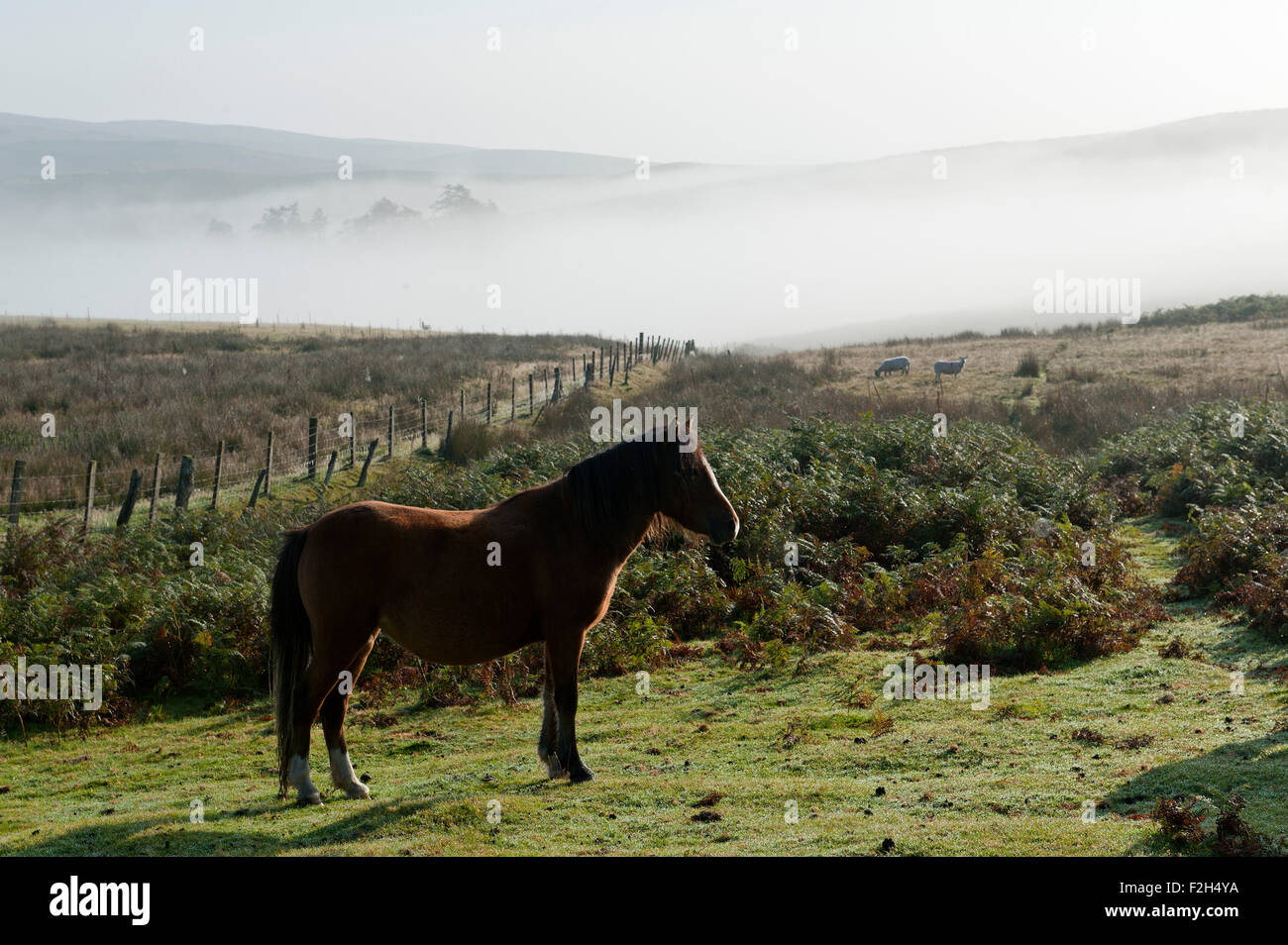 Mynydd Epynt, Powys, UK. 19th September, 2015. A Welsh Pony is seen ...
