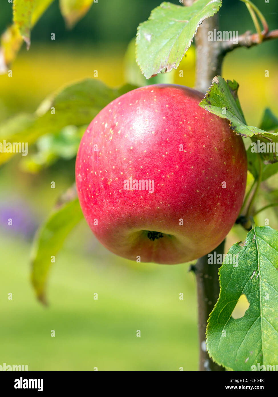 Pippin apple hi-res stock photography and images - Alamy