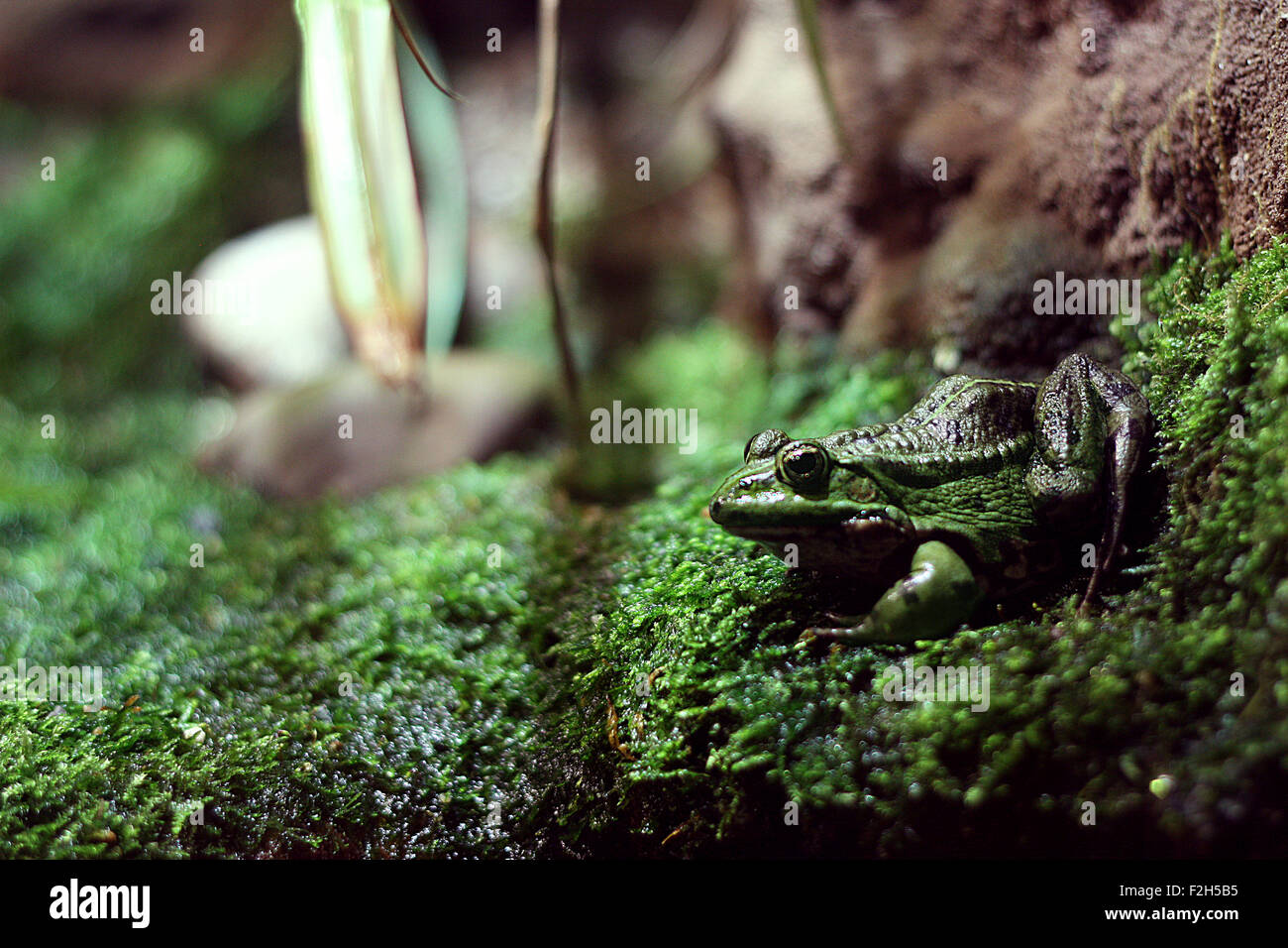A green frog (Rana clamitans) in a mossy vivarium Stock Photo - Alamy