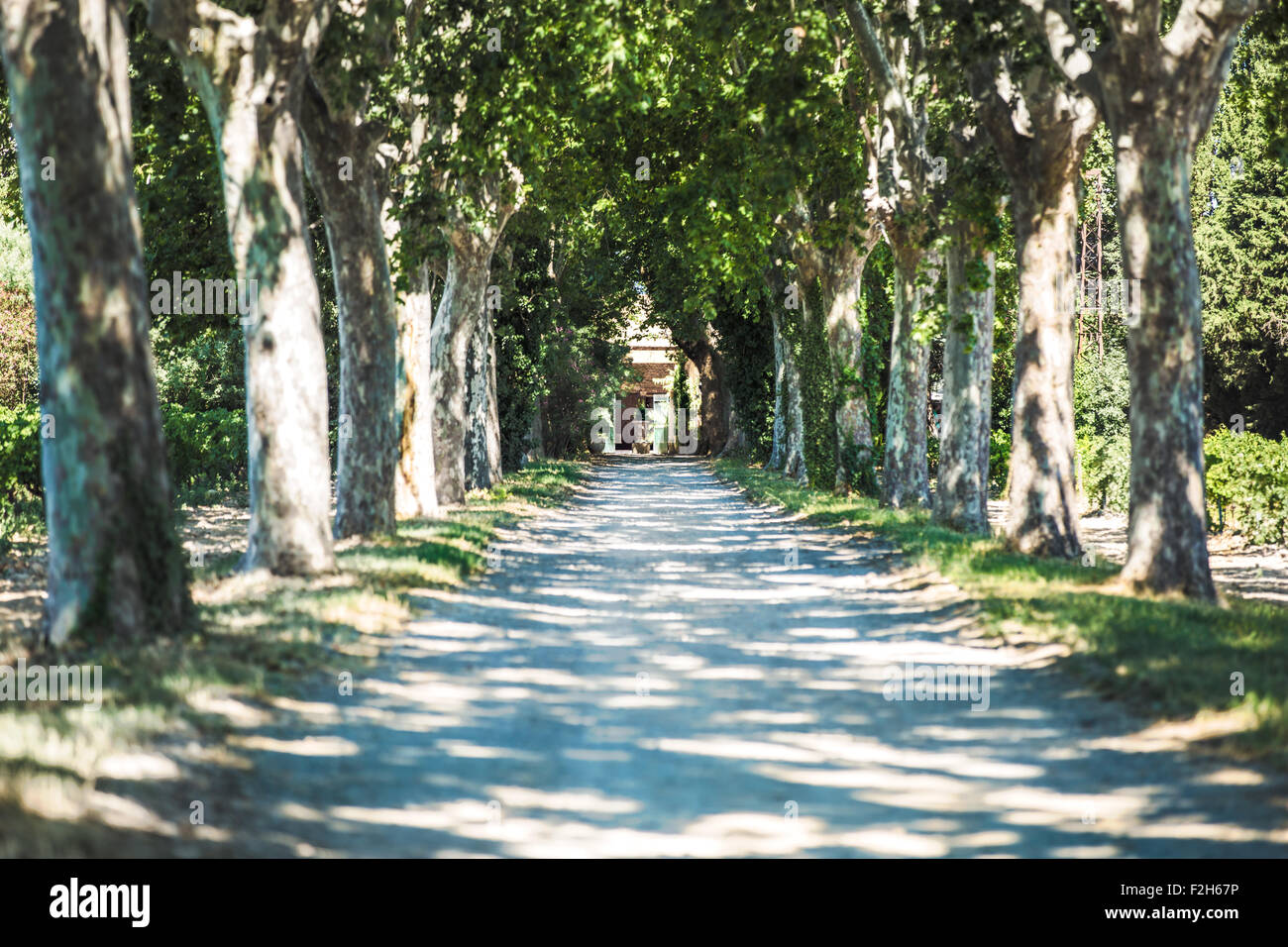 Tree lined French Road Stock Photo - Alamy