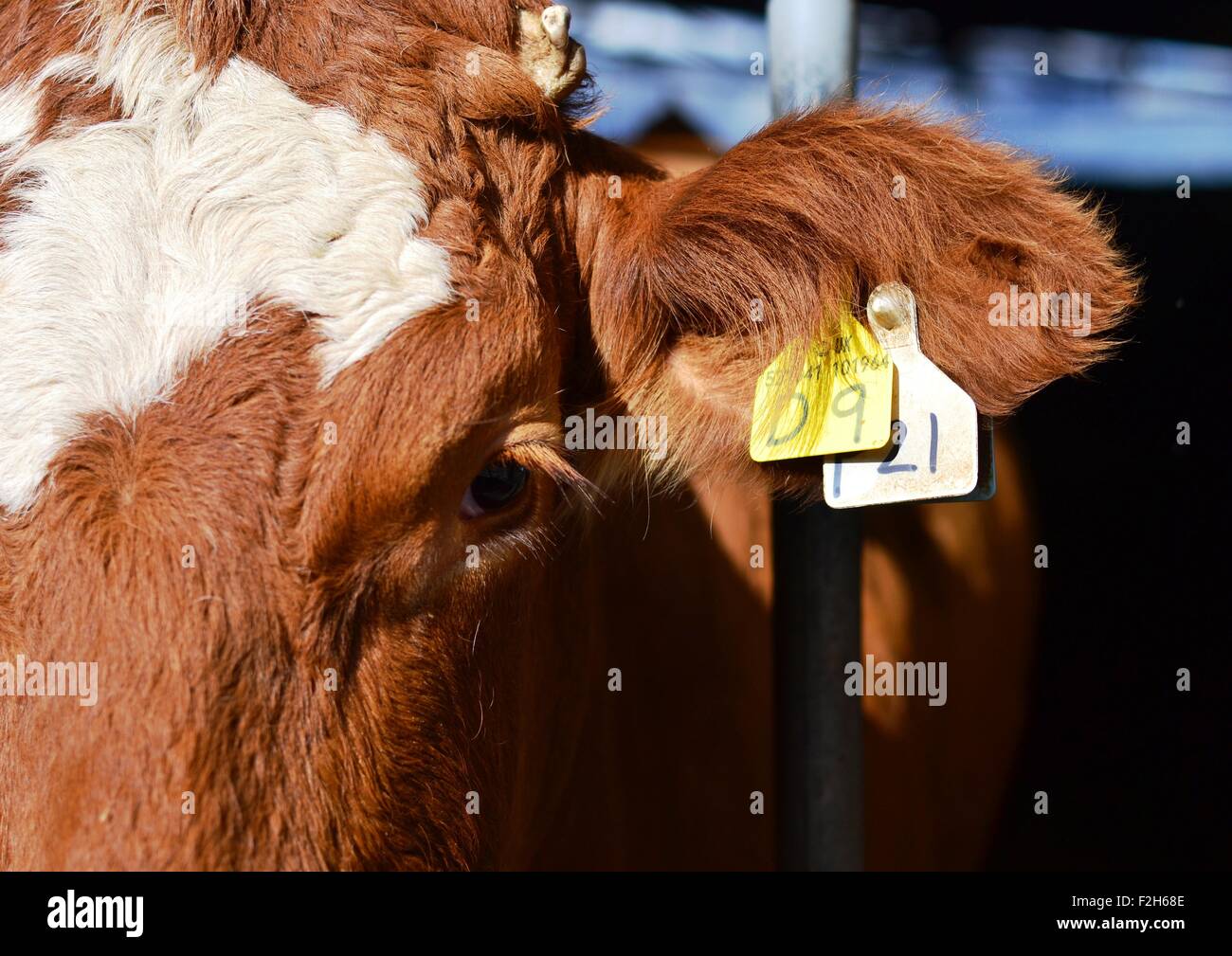 Cow face close up with ear tag Stock Photo - Alamy