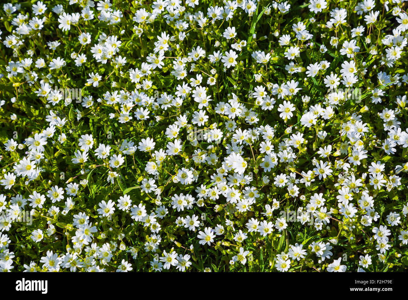 Outdoor exterior day daytime daylight flower nature scene scenery ...