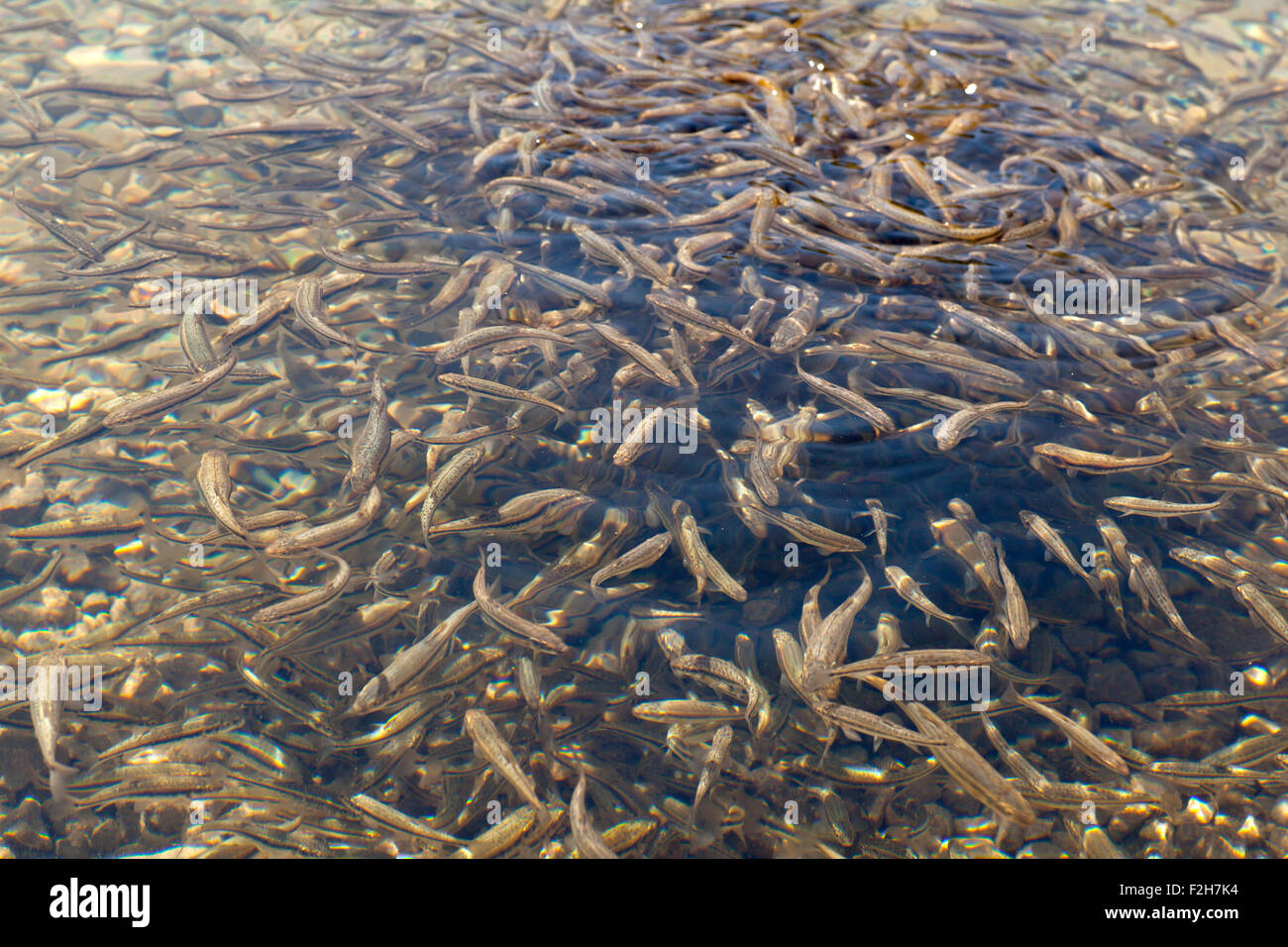 Shoal of fishes hi-res stock photography and images - Alamy