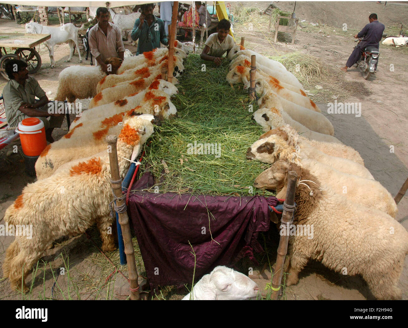 Prophet abrahams readiness hi-res stock photography and images - Alamy