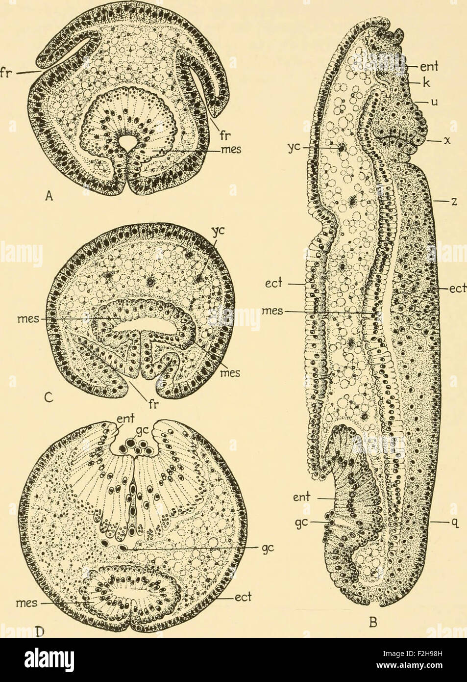Embryology of insects and myriapods; the developmental history of ...
