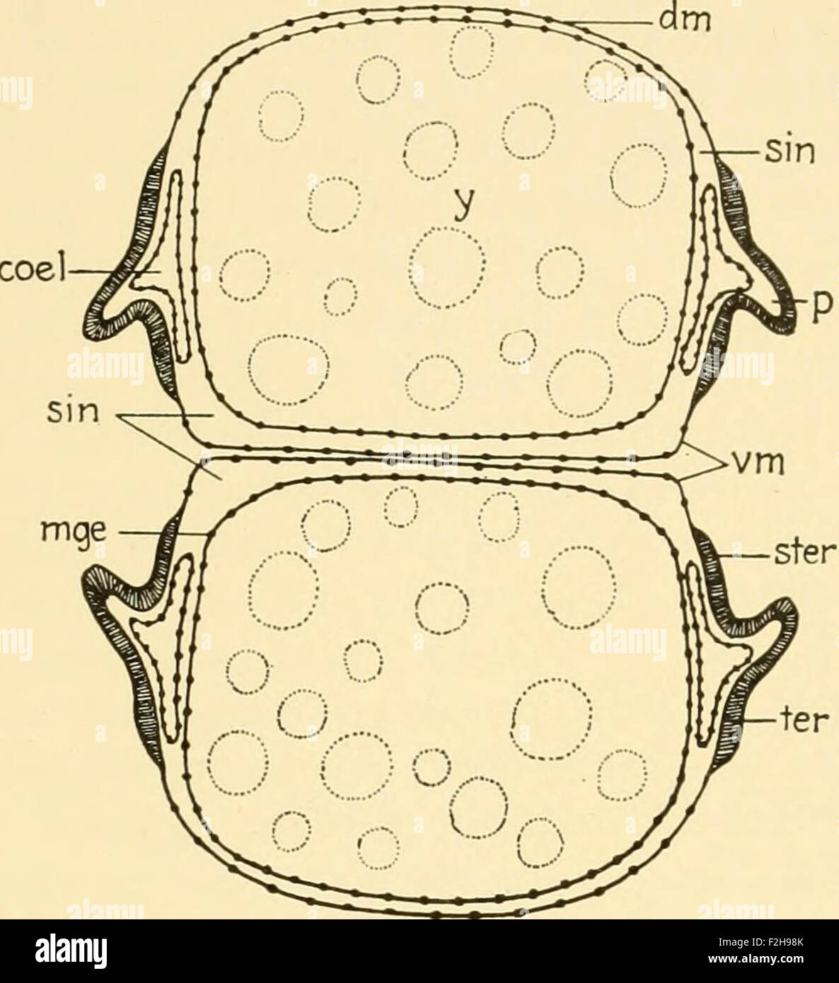 Embryology of insects and myriapods; the developmental history of ...