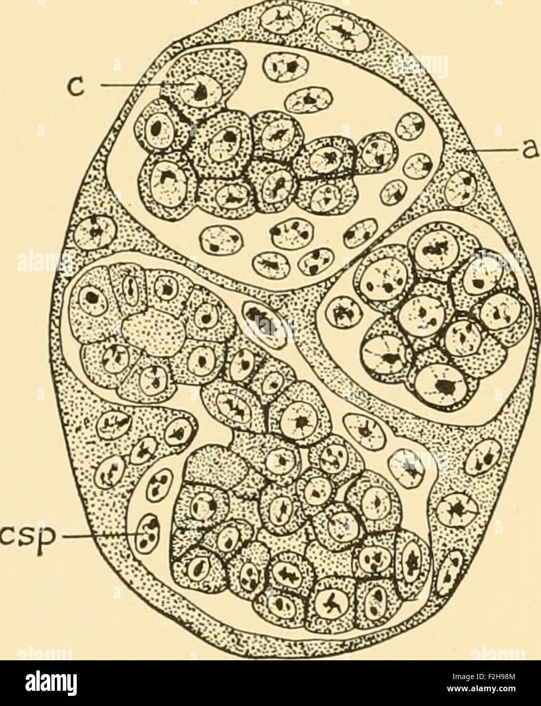 Embryology of insects and myriapods; the developmental history of ...