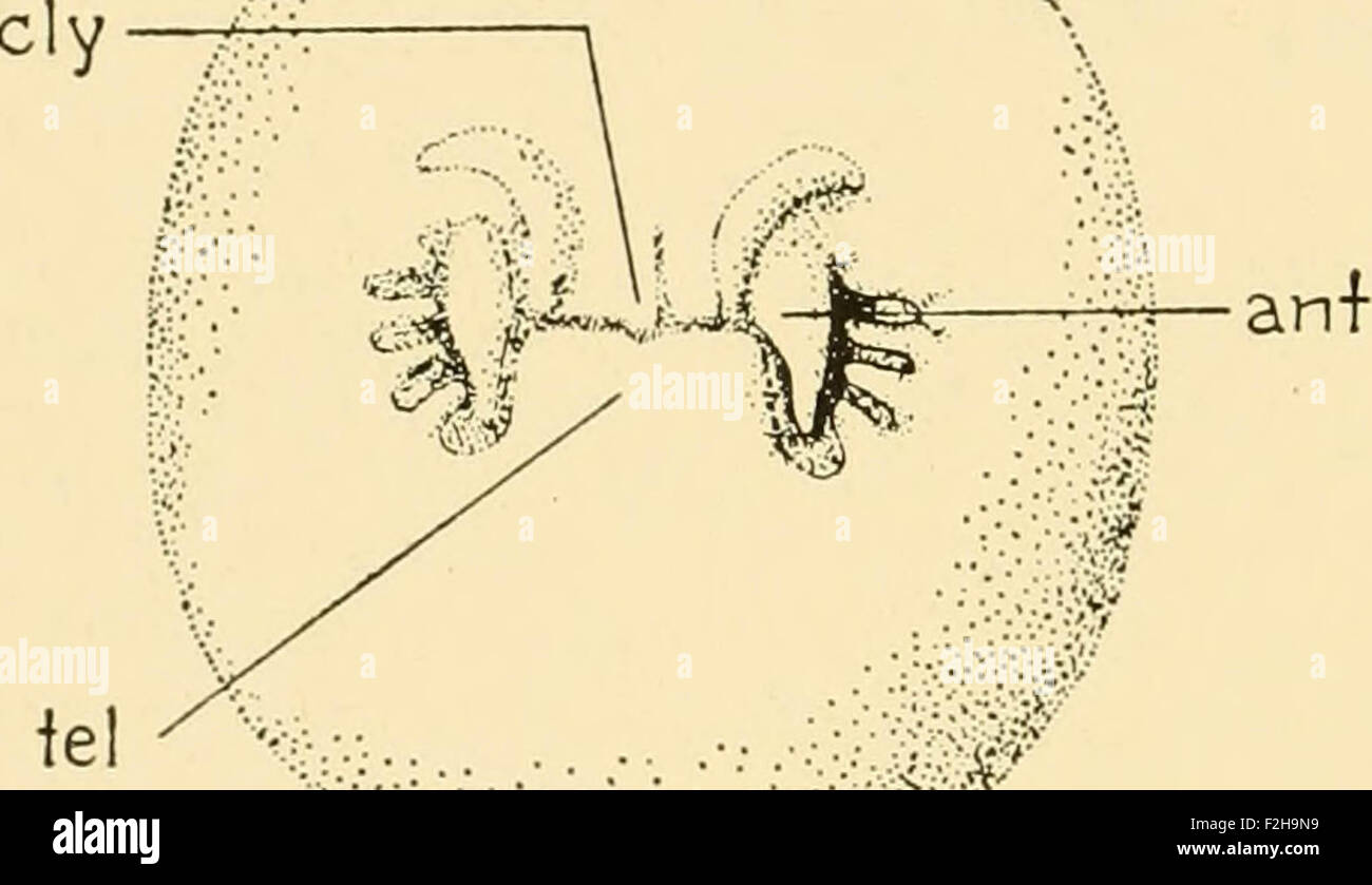Embryology of insects and myriapods; the developmental history of ...