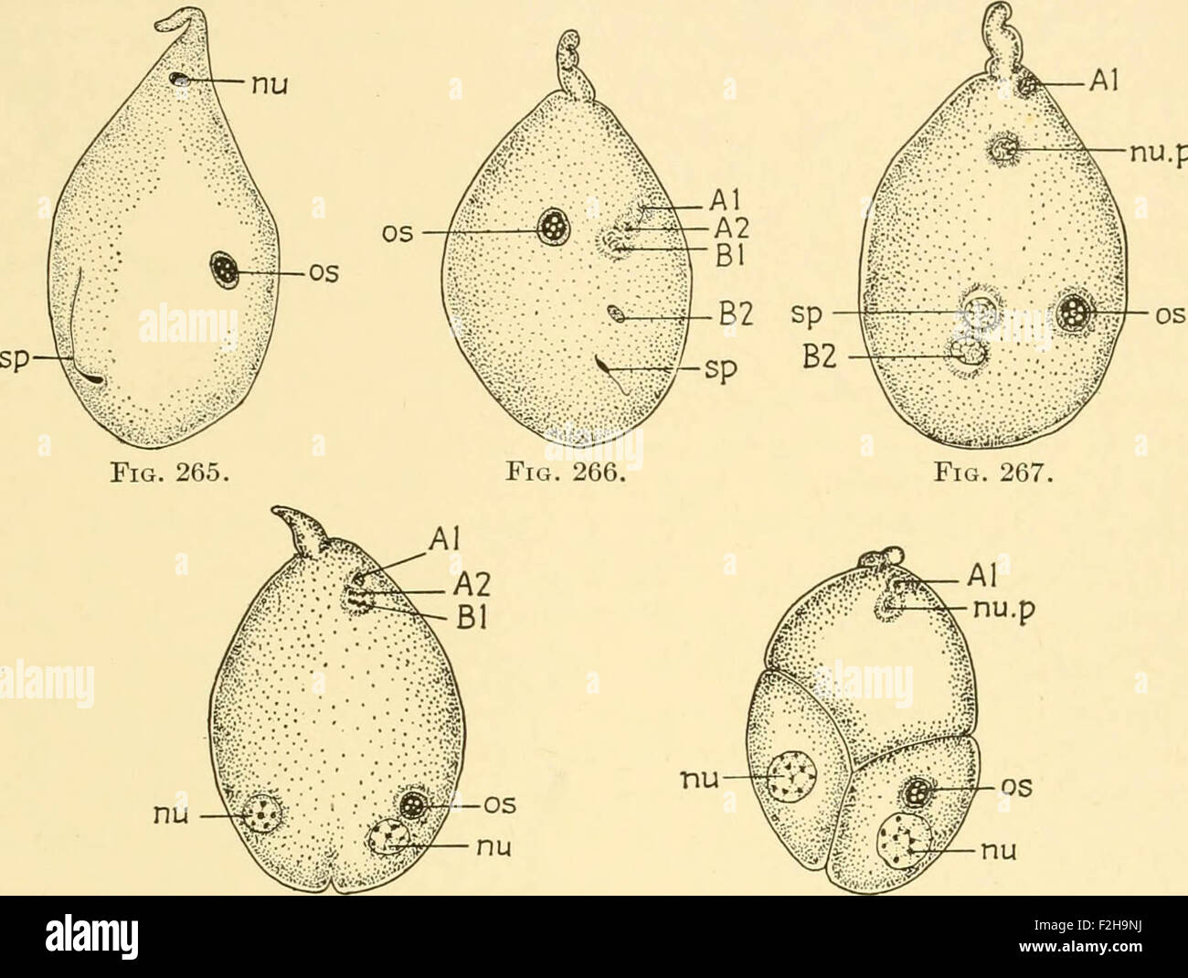 Embryology of insects and myriapods; the developmental history of ...
